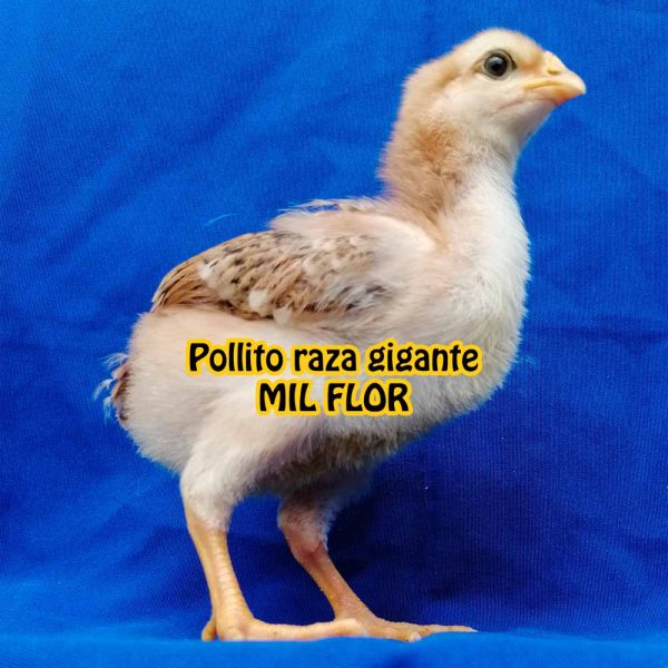 Pollito 4 a 15 días de nacido - raza gigante MIL FLOR colombiano ...